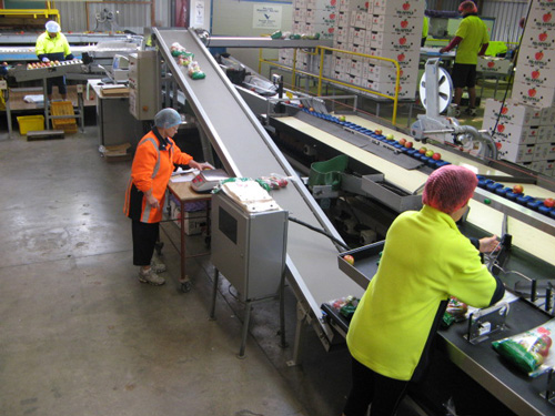 C-Channel Belt Conveyors | DEMM Engineering and Manufacturing
